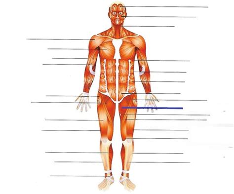 Muscular System Flashcards Quizlet