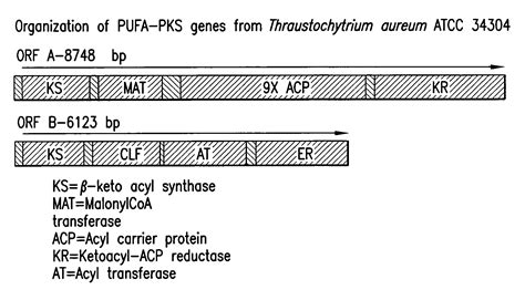 Polyketide Synthase Patented Technology Retrieval Search Results