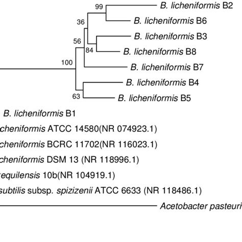 Pdf Isolation And Characterization Of Cellulolytic Bacillus
