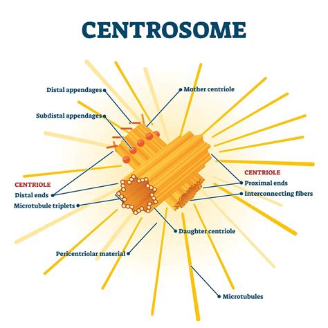 Centrioles In A Cell
