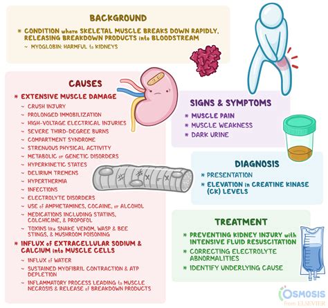 Rhabdomyolysis What Is It Causes Treatment And More Osmosis