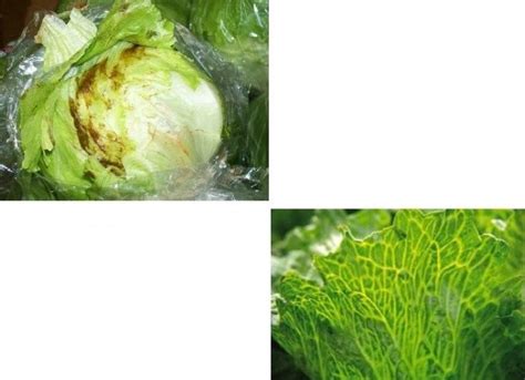 Memofichas Jejeje Flashcards