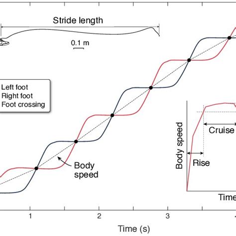Experimental Estimation Of Walking Speed From Inertial Measurement