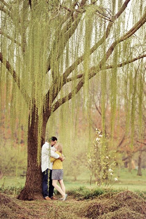 19 Best American Elm Tree Images On Pinterest Elm Tree Plants And Autumn