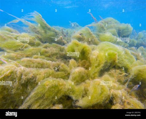 Plankton Plant
