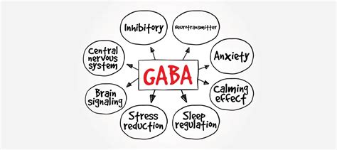 How Gaba Supports Brain Health Benefits And More