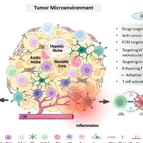 Tumor Microenvironment Tme Tme Is A Complex Ecosystem Of Cellular