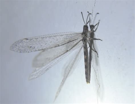 Purenleon Aztecus · Inaturalist