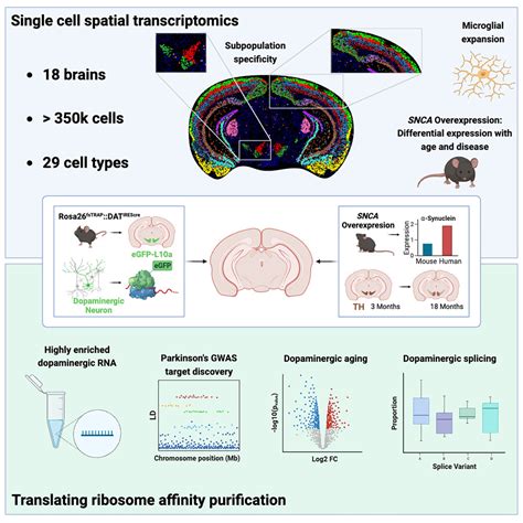 Single Cell Spatial Transcriptomic And Translatomic Profiling Of Dopaminergic Neurons In Health