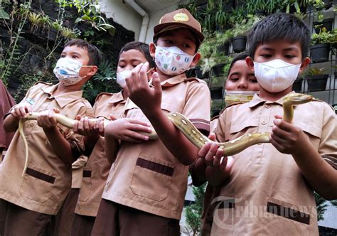 Dhis Primary Kenalkan Reptil Pada Siswa Sebagai Wahana Edukasi Foto 7 1940039