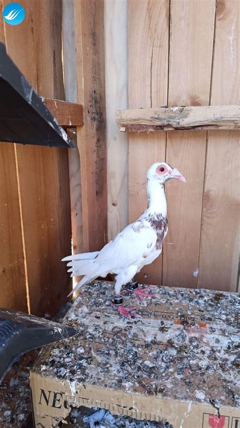 Bağdadi Veya İspir 21075