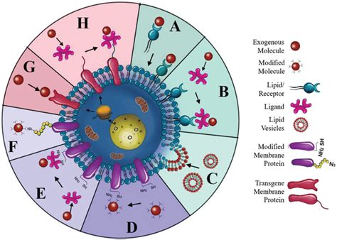Strategies For Cell Membrane Engineering Summary Of The Main