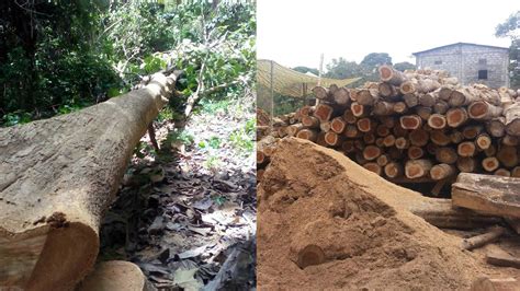 About Exporting Hardwoods Softwoods From South America