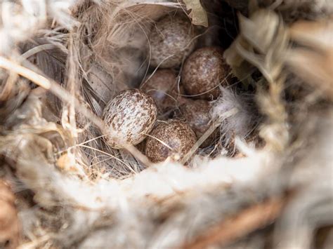 House Sparrow Nesting Behavior Eggs Location Birdfact
