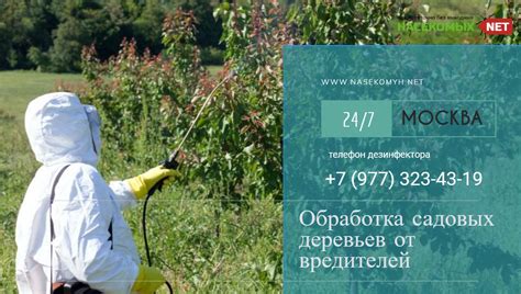 Оптимальные способы защиты плодовых деревьев от вредителей и болезней