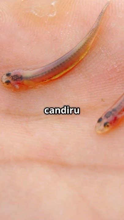 Candiru Fish The Truth Behind The Amazons Strangest Parasite