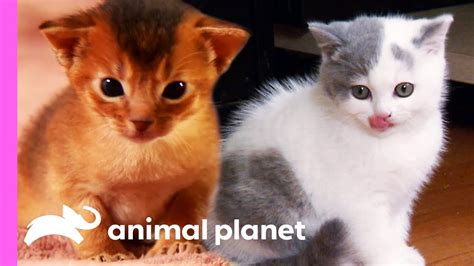 Top 3 Cutest Kitten Moments Too Cute Youtube