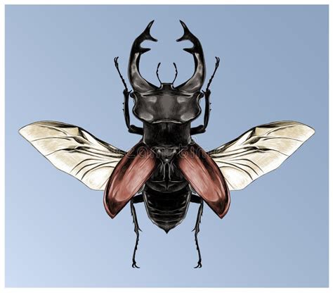 Beetle Open Wings Top View Stock Illustrations 14 Beetle Open Wings