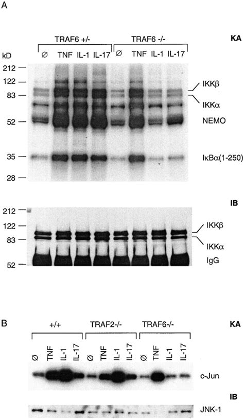 Kinase Activity Of The Ikk Complex And Jnk Isolated From Download Scientific Diagram
