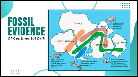 Continental Drift Evidence