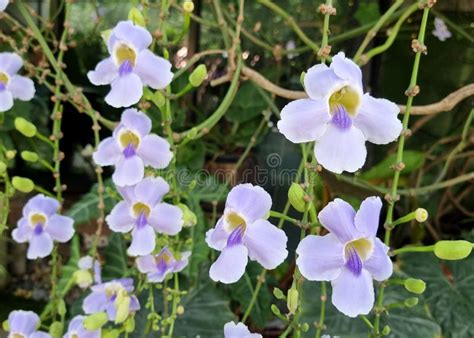 The Beautiful Thunbergia Grandiflora Flowers In The Garden Stock Image