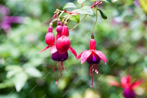 Premium Photo Pink And Purple Fuschia