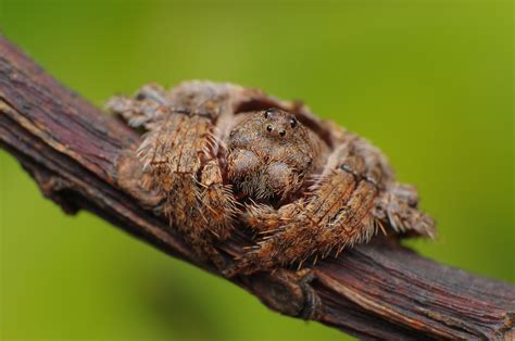 A Wrap Around Spider At Liza Tinker Blog