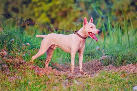 Gull Terrier Che Carattere Ha Quanto Vive E Quanto Costa