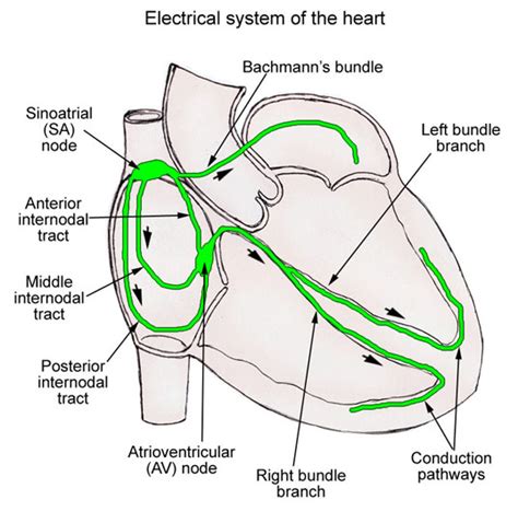R Diology De Arun Conducting System Of The Heart