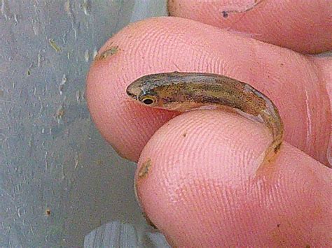 Phoxinus Phoxinus Linnaeus 1758