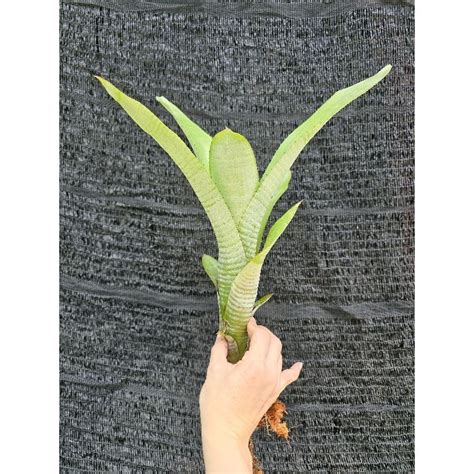 Bromeliad Aechmea Fascicaulis Big Size Ready Stock Shopee Malaysia