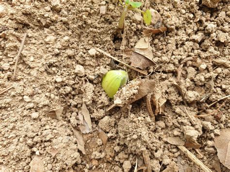 ㅇㄴㅇㄱㅂ On Twitter 땅에 씨앗을 심을 때마다 씨앗이 싹이 터서 흙을 헤치고 올라오는 새싹모습이 늘 감동이다 감동~