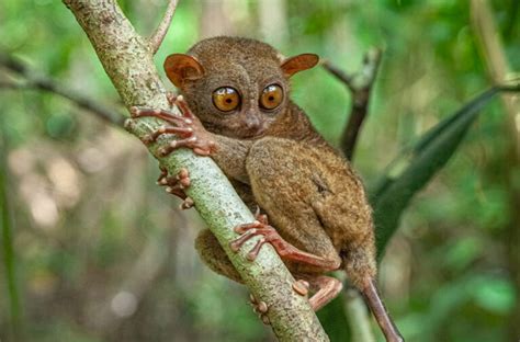 Review Of The First Primates Techzle