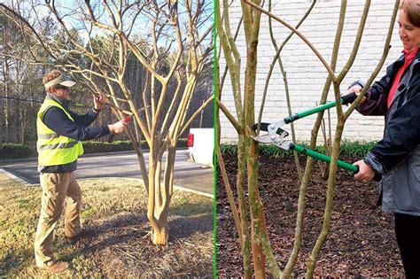 When Do You Prune Crepe Myrtles