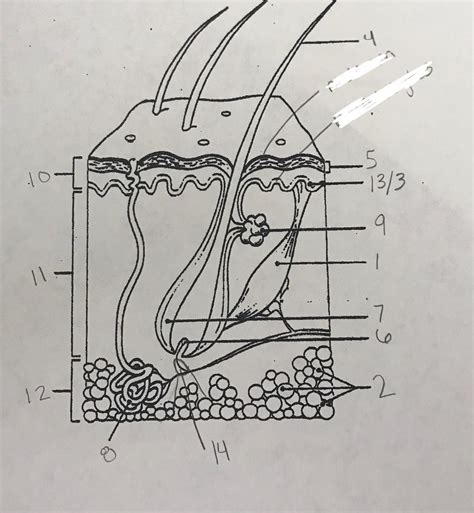 Anatomy Lab 4 Diagram Quizlet