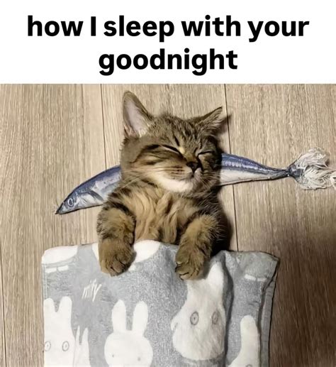 Cat Memes Shell Never Have To Create A Password Instagram