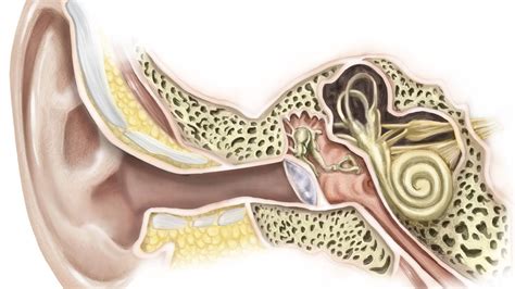 Wo Ist Der Kleinste Knochen Im Körper Education Suisse
