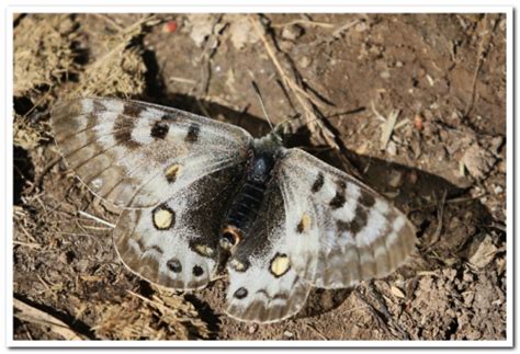 Taxonomy Papilionidae Swallowtails