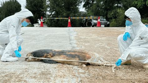 清水灣鄉村俱樂部現江豚腐屍 本年度第37宗鯨豚擱淺 星島日報