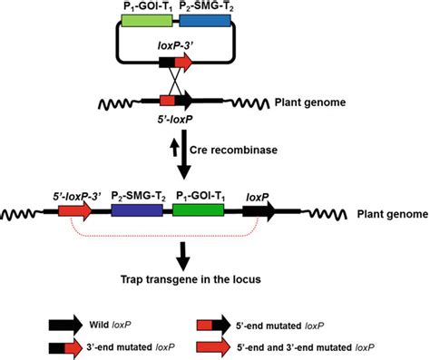 3 Cre Mediated Site Specific Integration With Mutant Lox Sites Download Scientific Diagram
