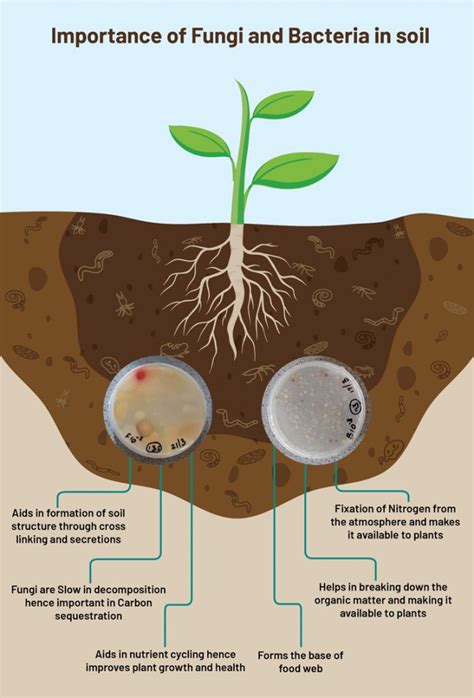 Living Soils Laboratory Cifor Icraf