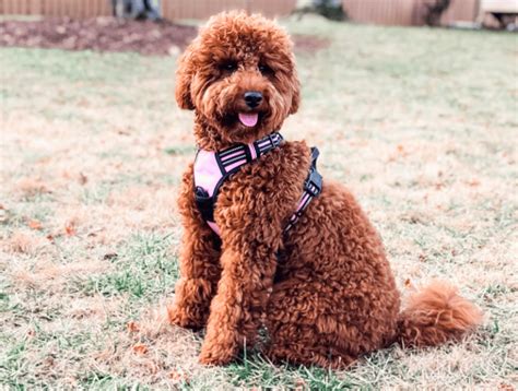 Goldendoodle Golden Retriever Poodle Mix The Complete Guide