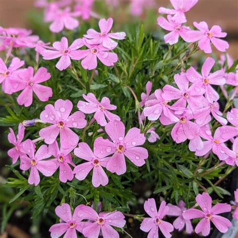 Phlox Subulata Pink