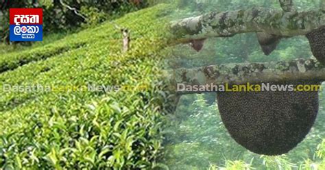 වතු කම්කරුවන් පිරිසකට එල්ලවු බඹර ප්‍රහාරයක් හේතුවෙන් පිරිසක් රෝහලට Dasatha Lanka News