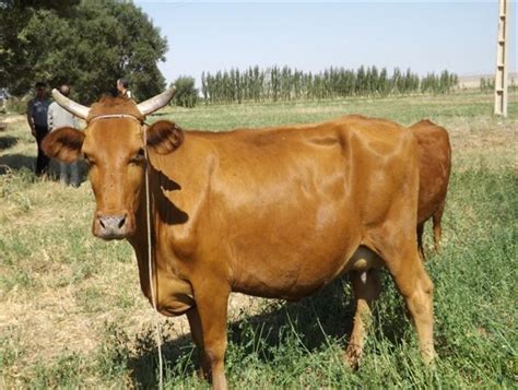 آشنایی با گاو نژاد سرابی مرکز پخش دام لایو شیپ