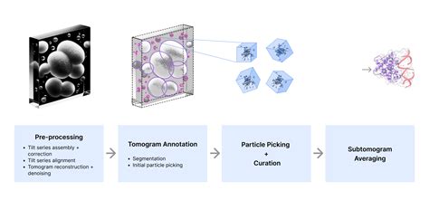Cryoet Workflow Cryoet Data Portal Documentation