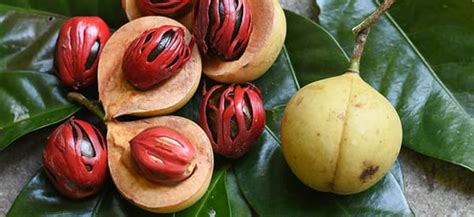 Nutmeg The Lost Herbs