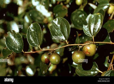 Recognition Of Ziziphus Lotus Through Aerial Imaging And 43 Off