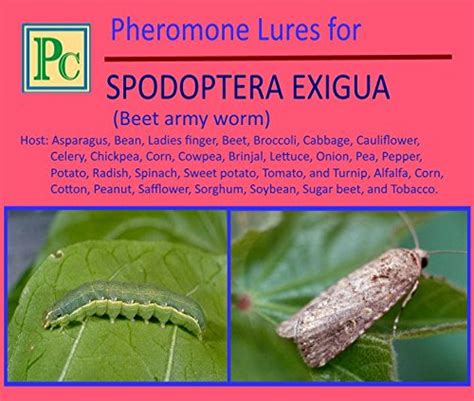 Combo Pack For Vegetables Pheromone Traps And Lures Complete Set For