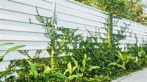 Посадите вдоль забора на даче самые неприхотливые растения — для живой изгороди ИА Nord News